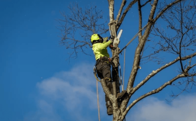 What Is Tree Topping, and Why Is It Harmful? | Stump Grinding | SNO ...