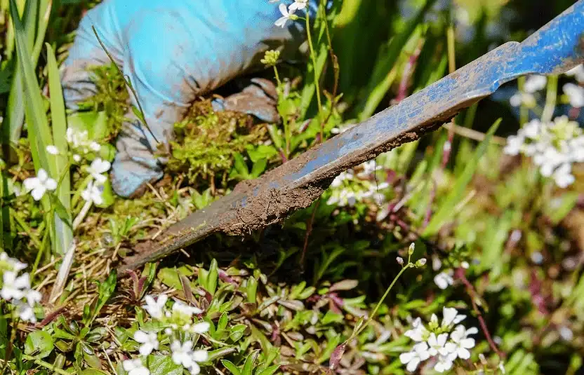 Deep Root Fertilization: A Guide to Nourishing Your Trees